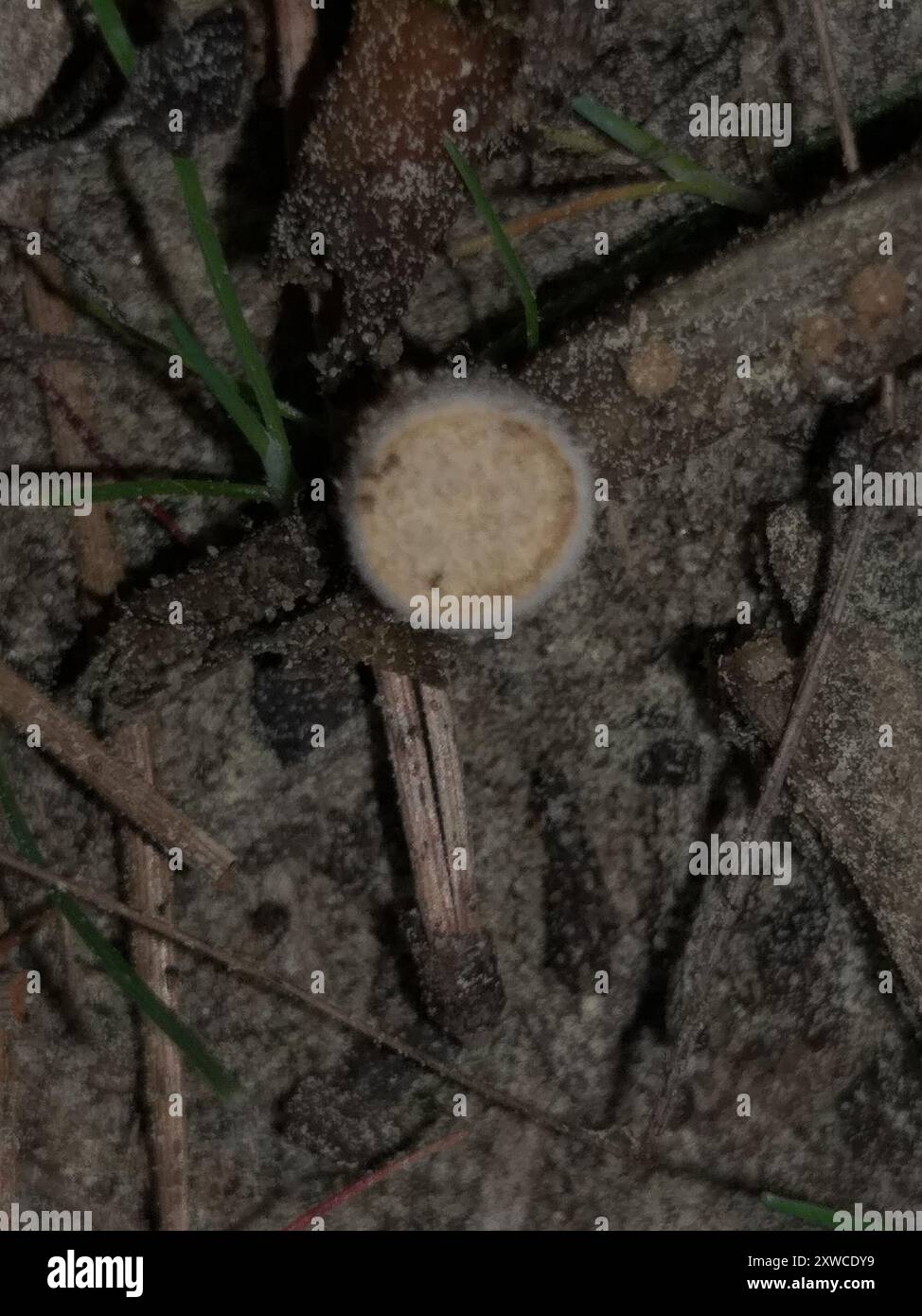 woolly bird's nest fungus (Nidula niveotomentosa) Fungi Stock Photo - Alamy