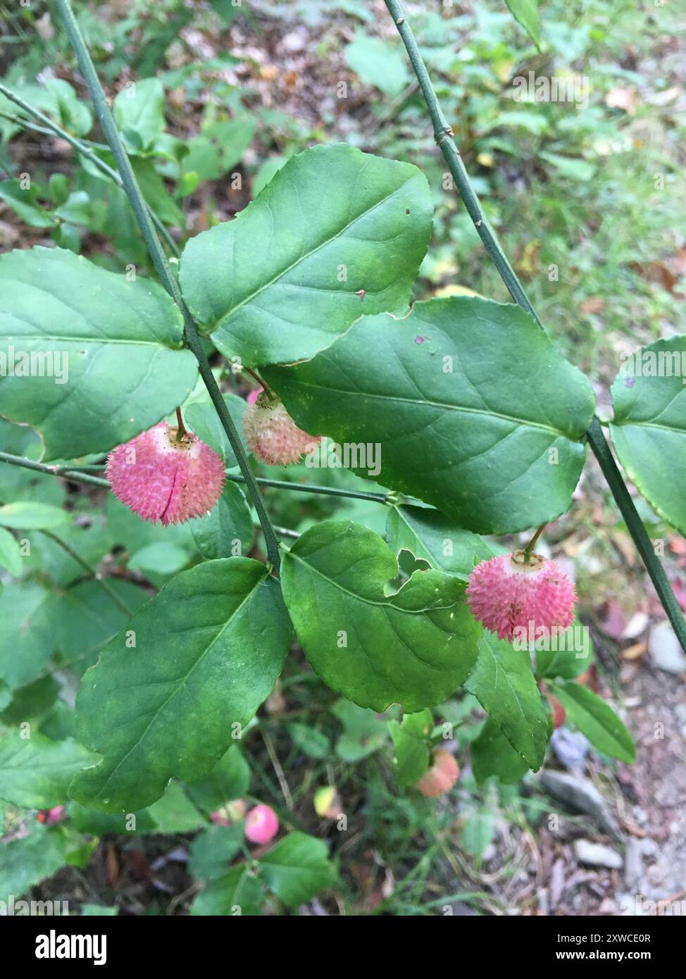 strawberry bush (Euonymus americanus) Plantae Stock Photo - Alamy