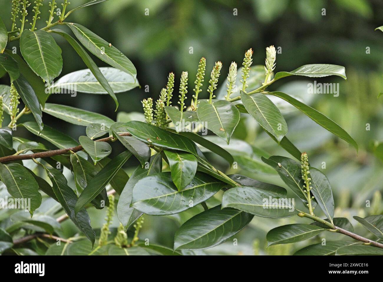 Cherry laurel (Prunus laurocerasus) Plantae Stock Photo - Alamy