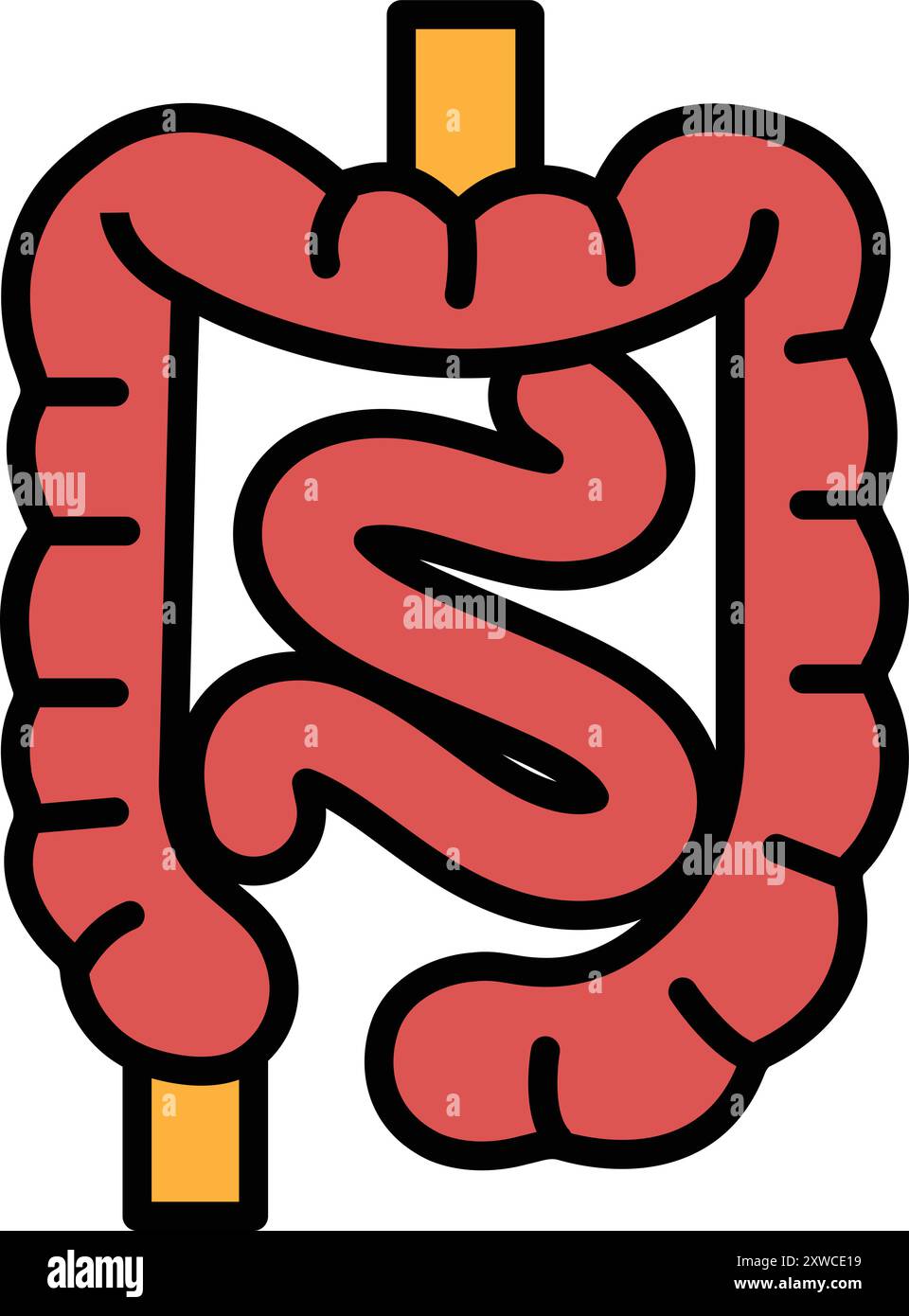 Detailed human digestive system anatomy hi-res stock photography and ...