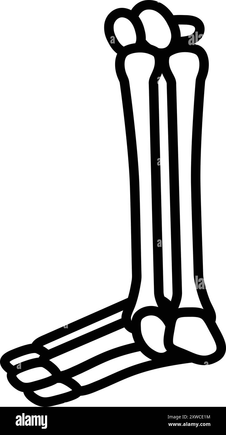 Leg muscle anatomy labeled hi-res stock photography and images - Alamy