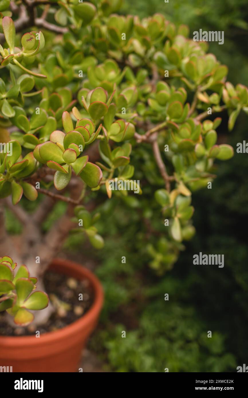Potted jade plant (money tree) in outdoor garden setting Stock Photo ...