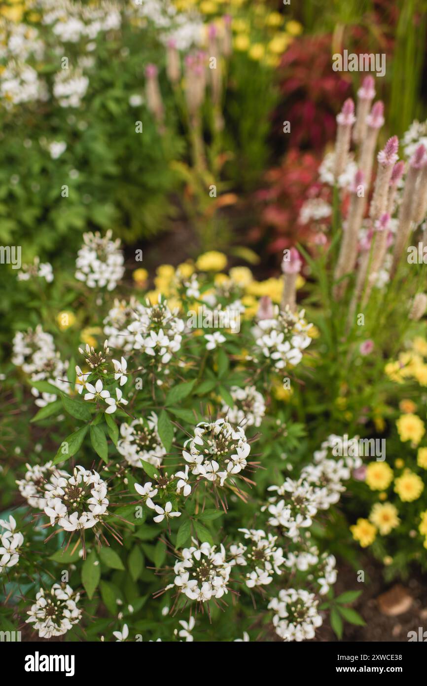 Garden friendly spider hi-res stock photography and images - Alamy