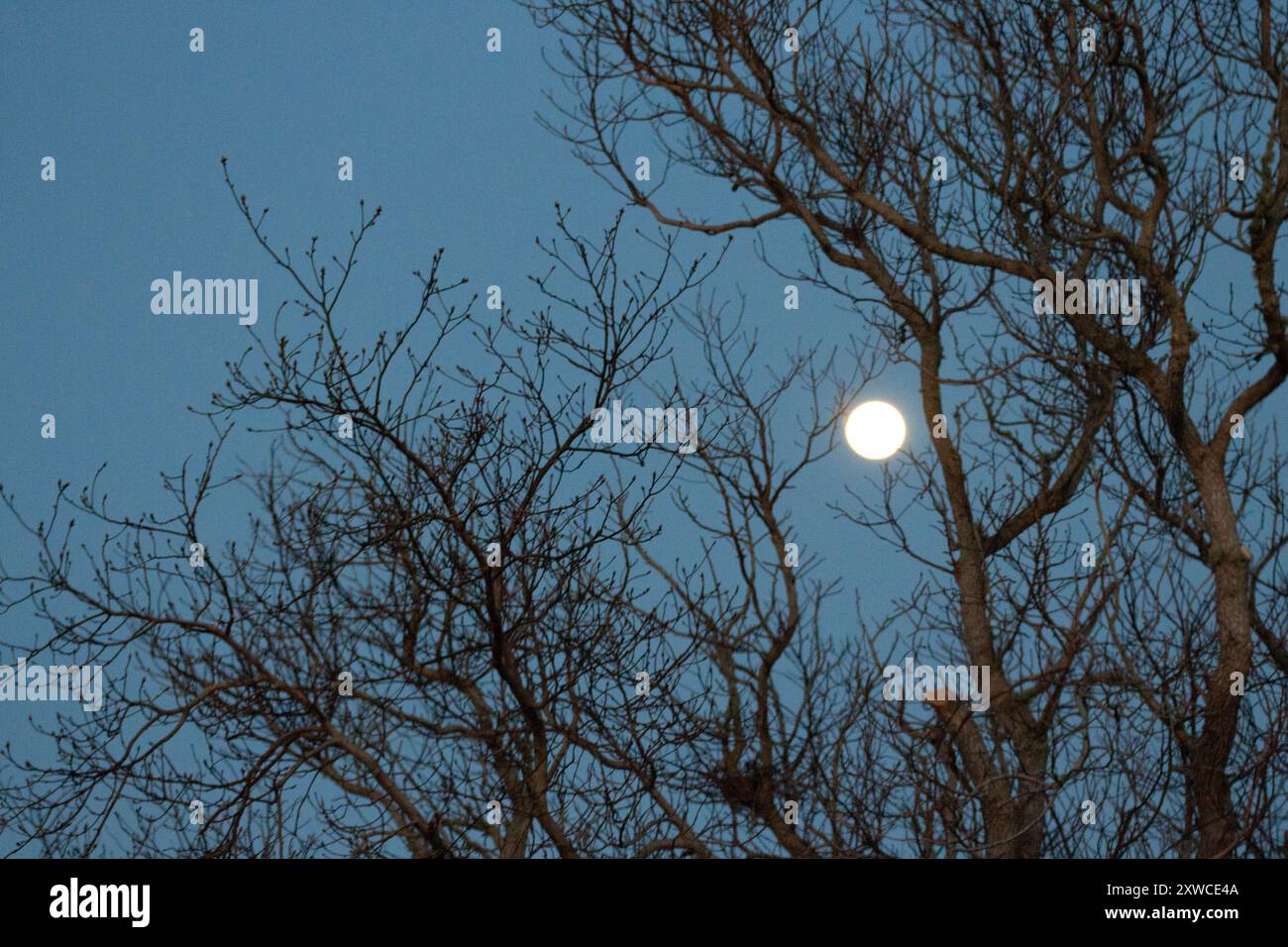 Night sky with tree hi-res stock photography and images - Alamy