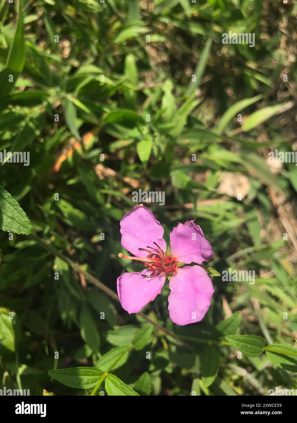 Virginia meadowbeauty (Rhexia virginica) Plantae Stock Photo - Alamy