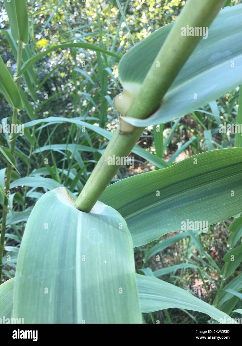giant reed (Arundo donax) Plantae Stock Photo - Alamy