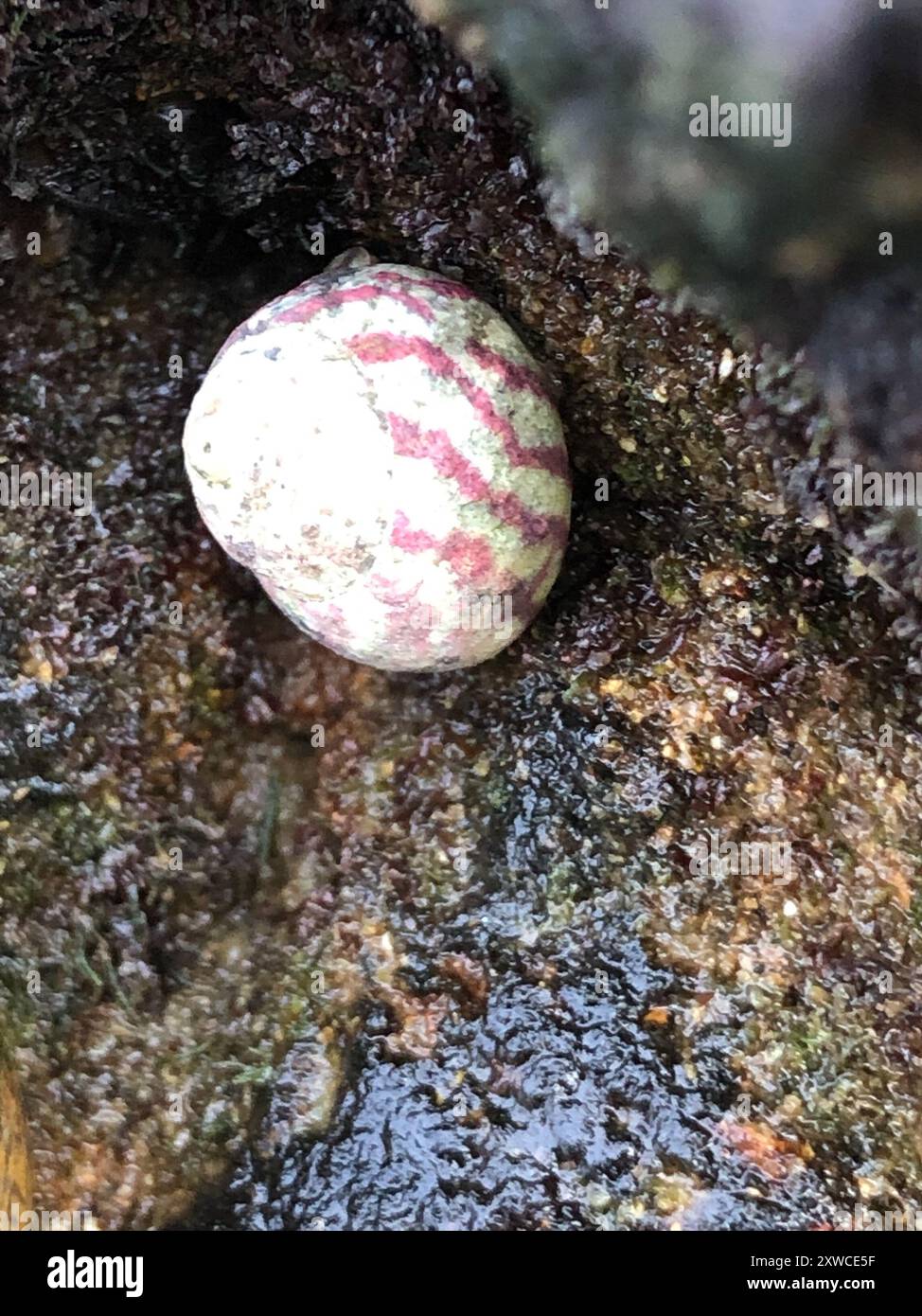 Purple Topshell (Steromphala umbilicalis) Mollusca Stock Photo - Alamy