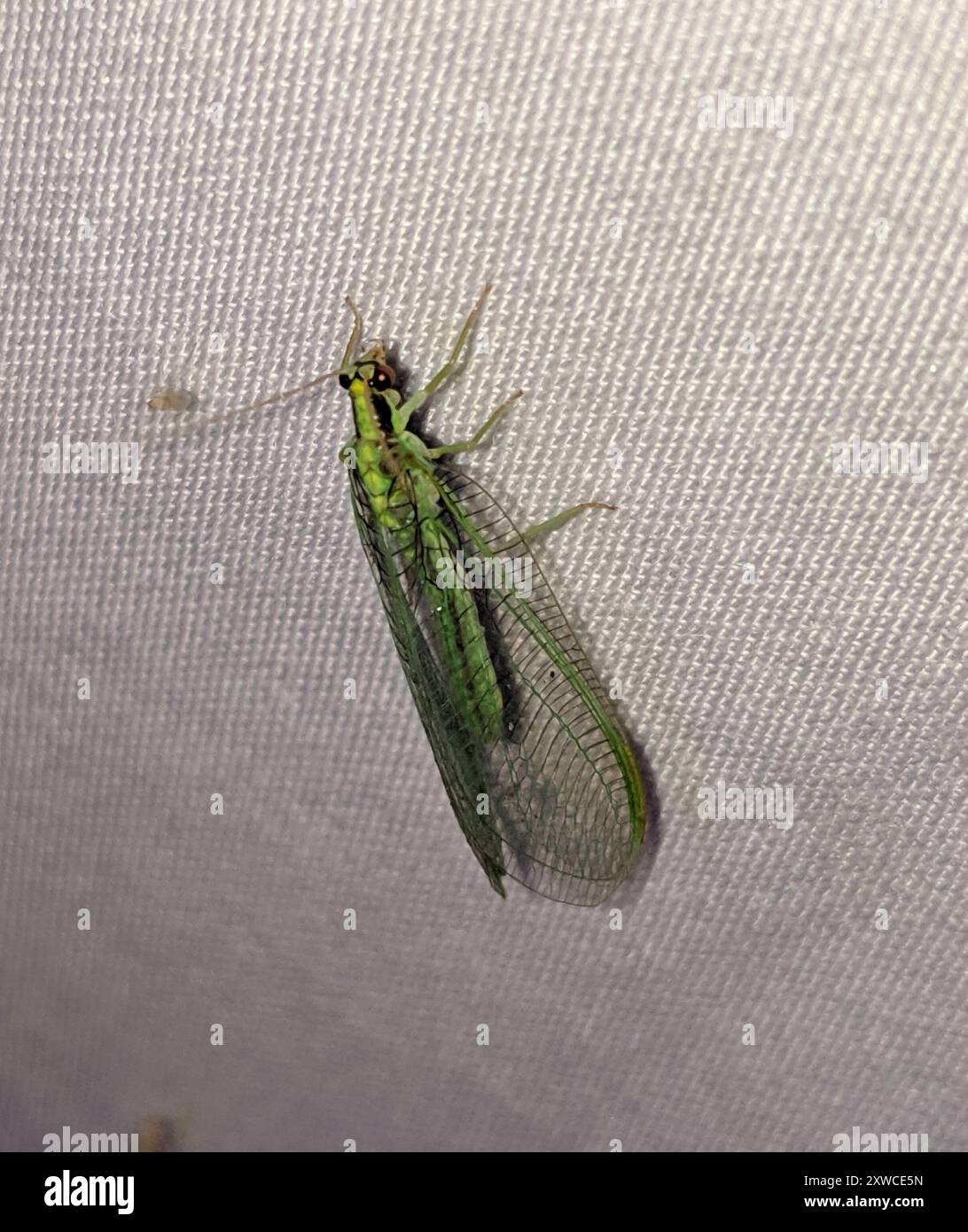 (Nineta gravida) Insecta Stock Photo - Alamy