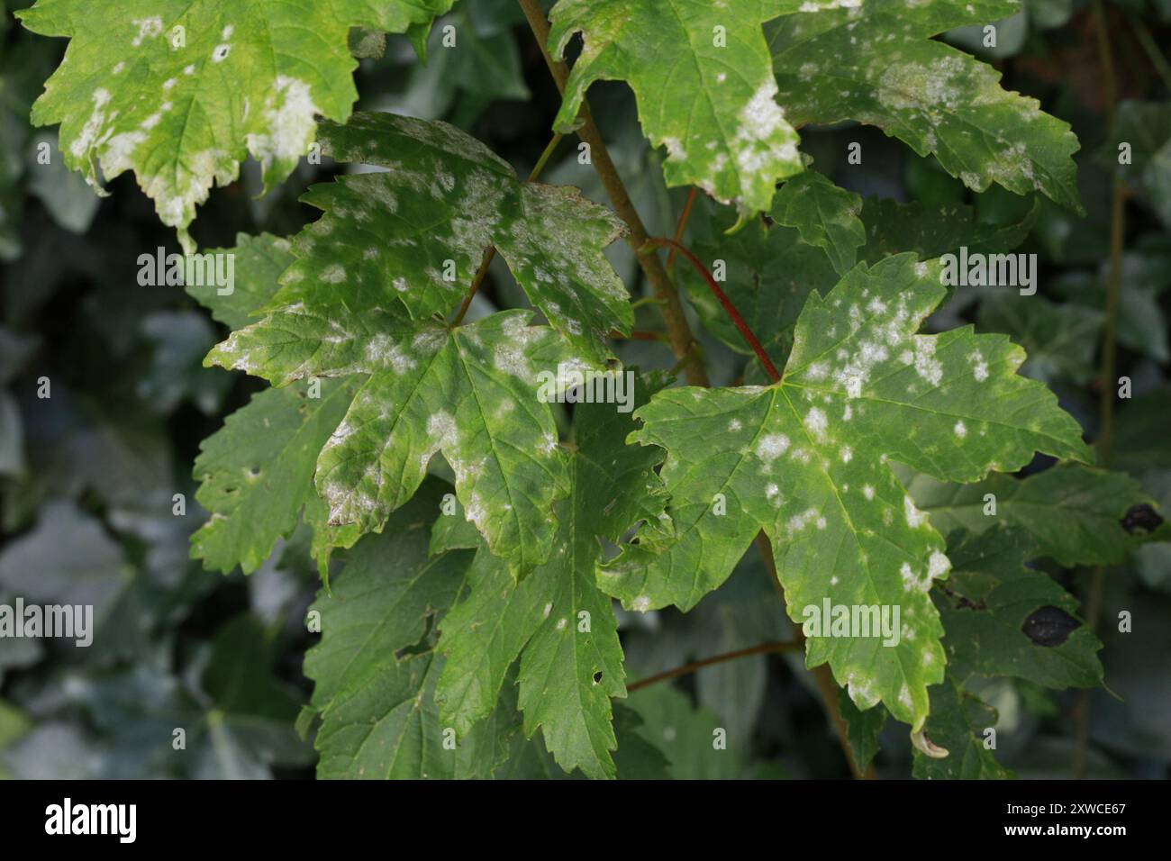 maple mildew (Sawadaea bicornis) Fungi Stock Photo - Alamy