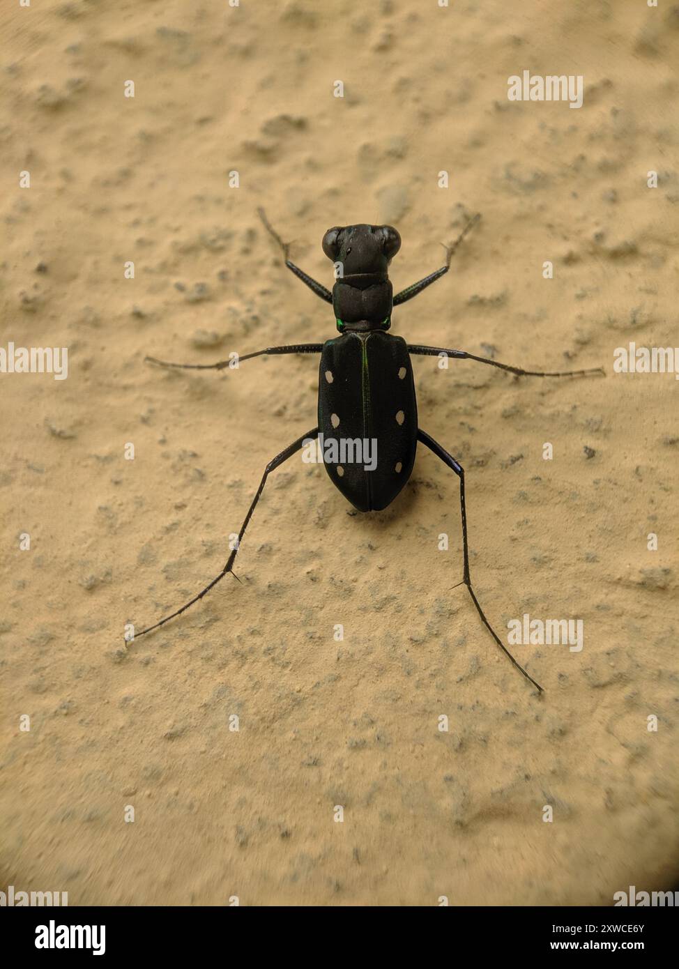 Yellow-spotted Tiger Beetle (Cicindela flavomaculata) Insecta Stock ...