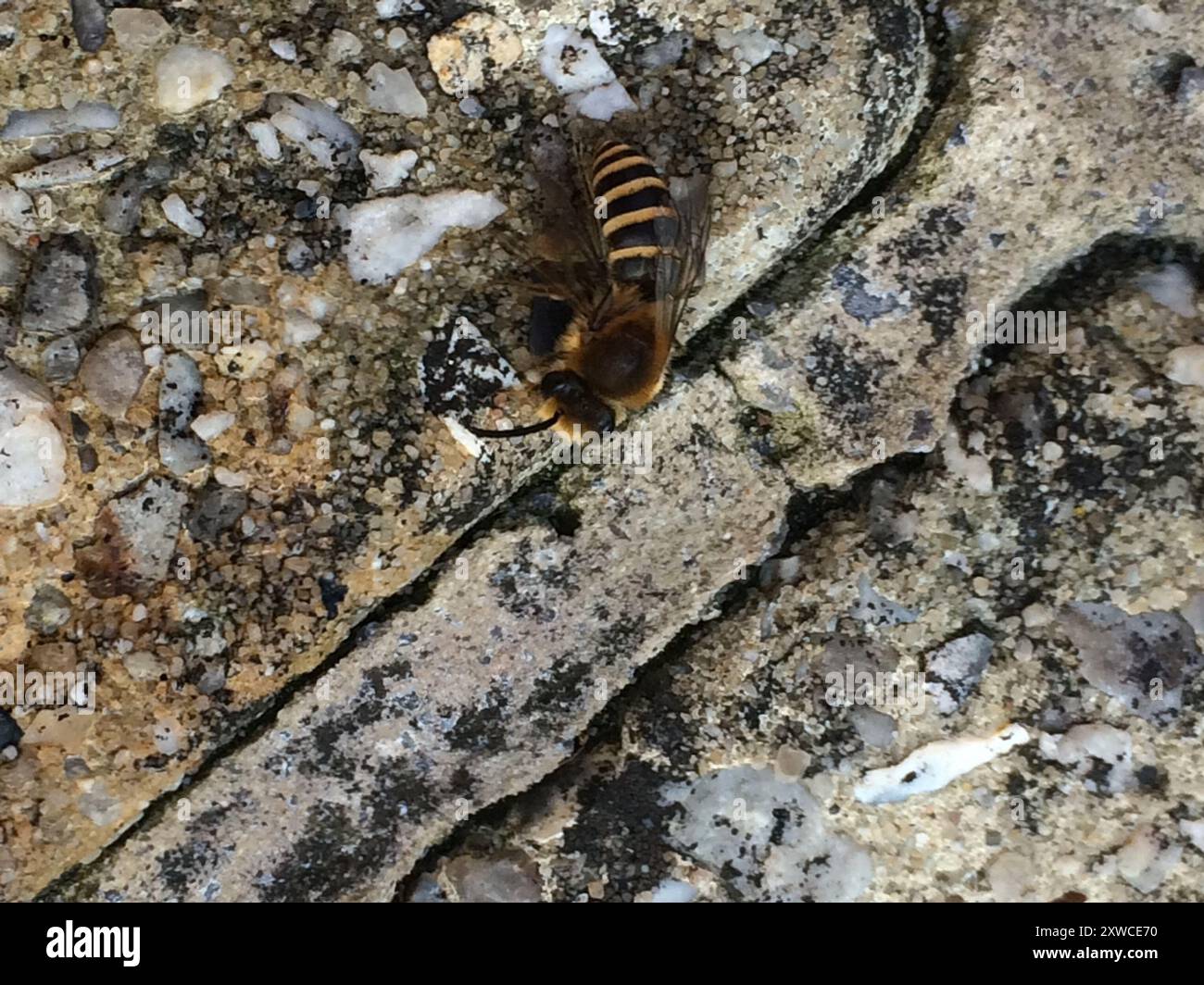 Ivy Cellophane Bee (Colletes hederae) Insecta Stock Photo - Alamy