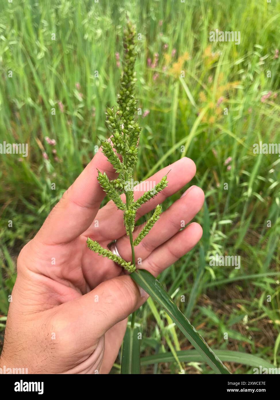 Barnyard Grasses (Echinochloa) Plantae Stock Photo - Alamy