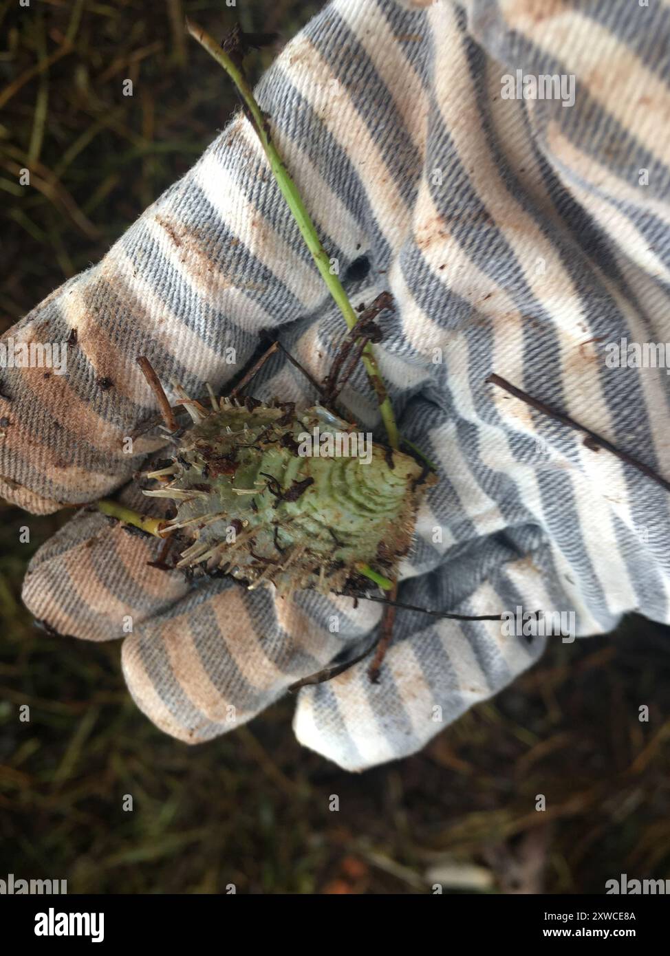 Pinctada imbricata hi-res stock photography and images - Alamy