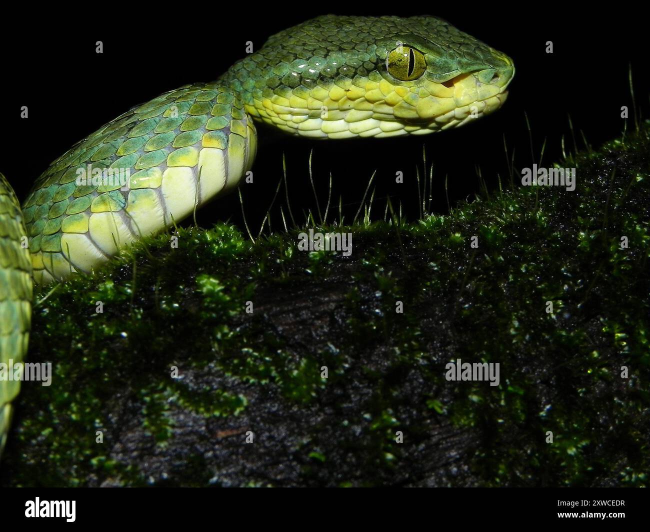 Common Bamboo Viper (Craspedocephalus gramineus) Reptilia Stock Photo ...