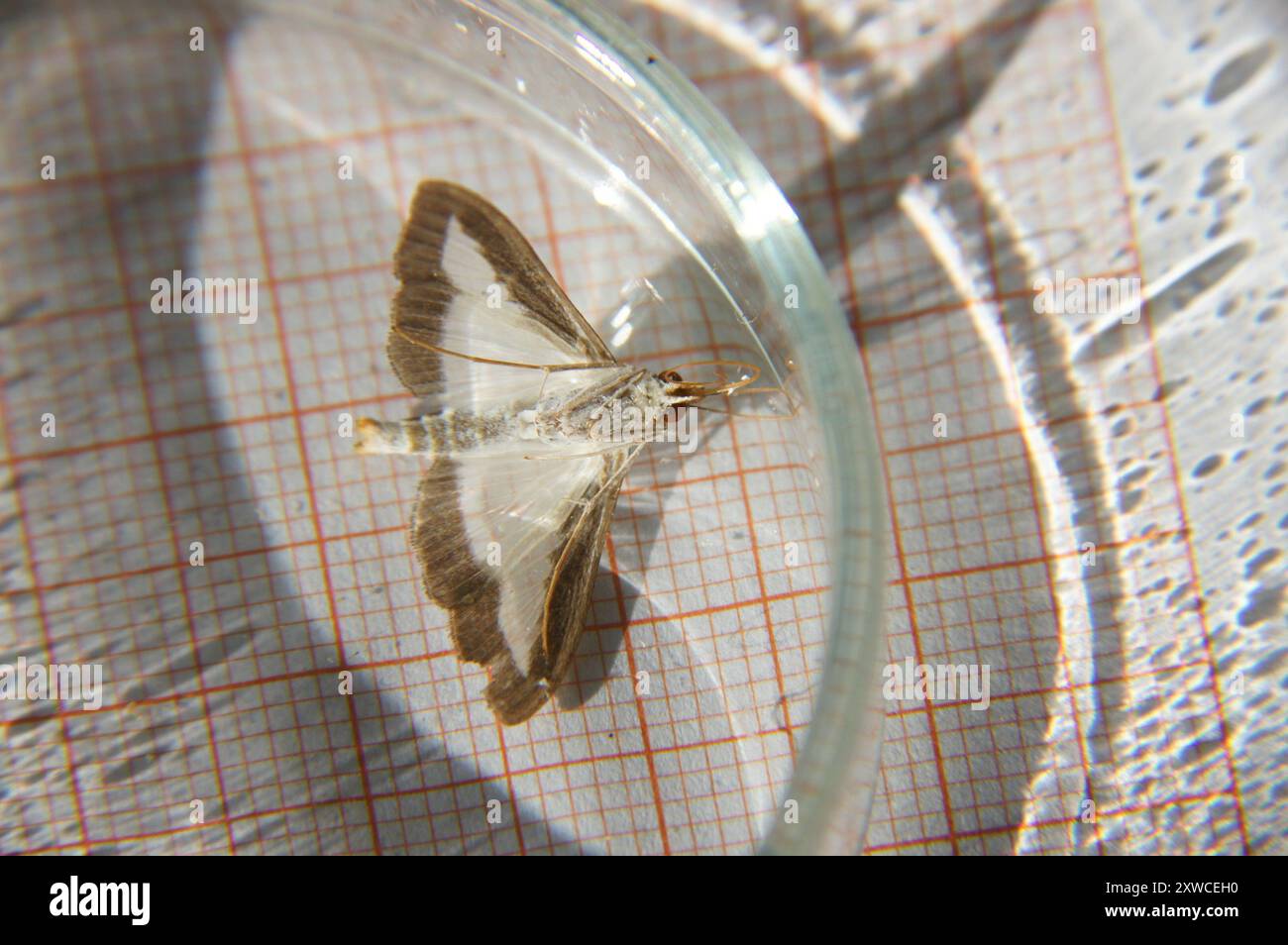 Cucumber Moth (Diaphania indica) Insecta Stock Photo - Alamy