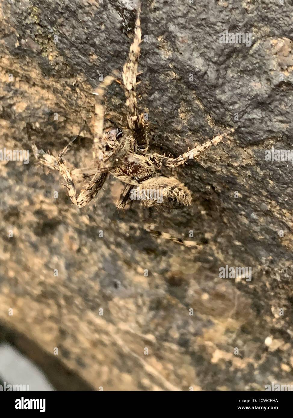 Fierce Orbweaver (Araneus saevus) Arachnida Stock Photo - Alamy