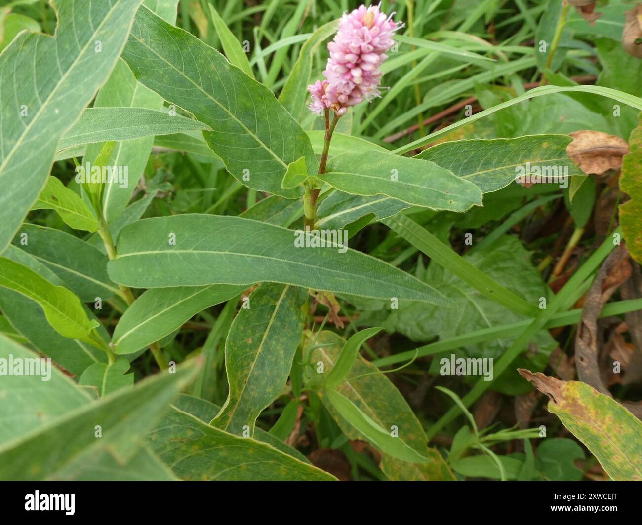water smartweed (Persicaria amphibia) Plantae Stock Photo - Alamy