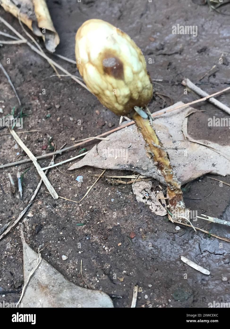 Termite Inkcaps (Podaxis) Fungi Stock Photo - Alamy