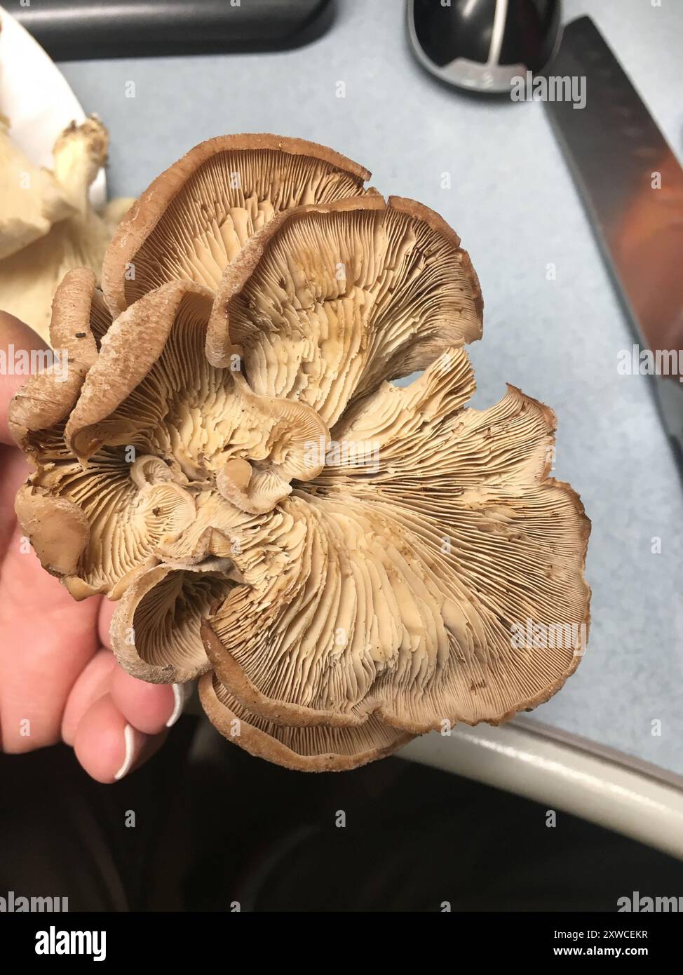 bear lentinus (Lentinellus ursinus) Fungi Stock Photo - Alamy