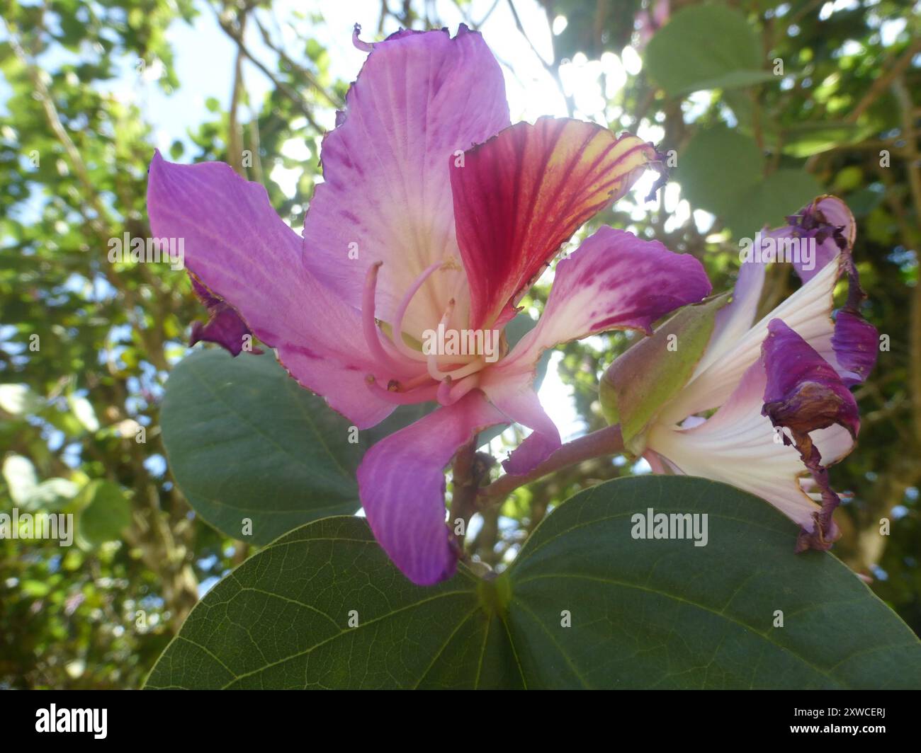 Orchid tree (Bauhinia variegata) Plantae Stock Photo - Alamy