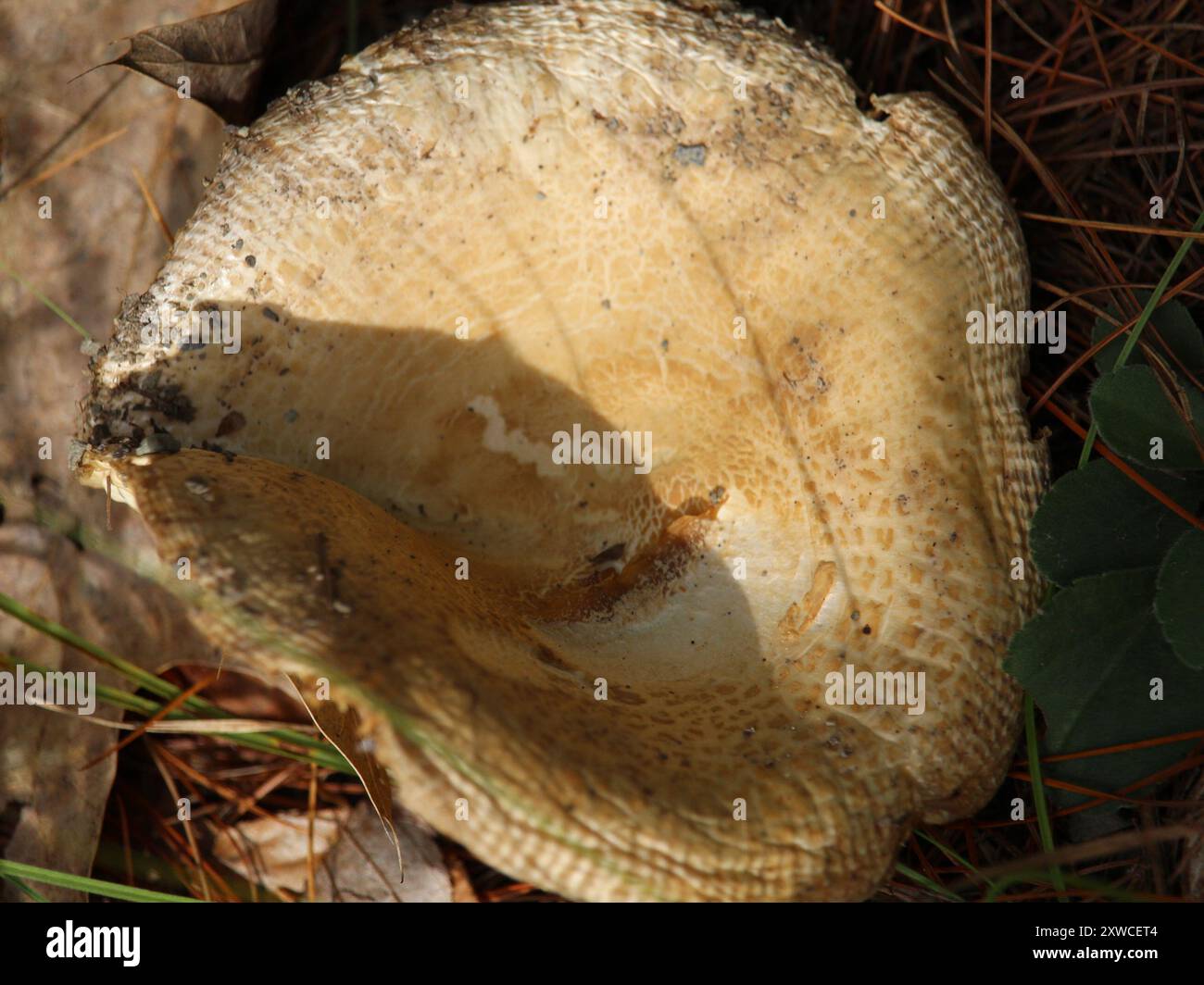 Short-stemmed Russula (Russula brevipes) Fungi Stock Photo - Alamy