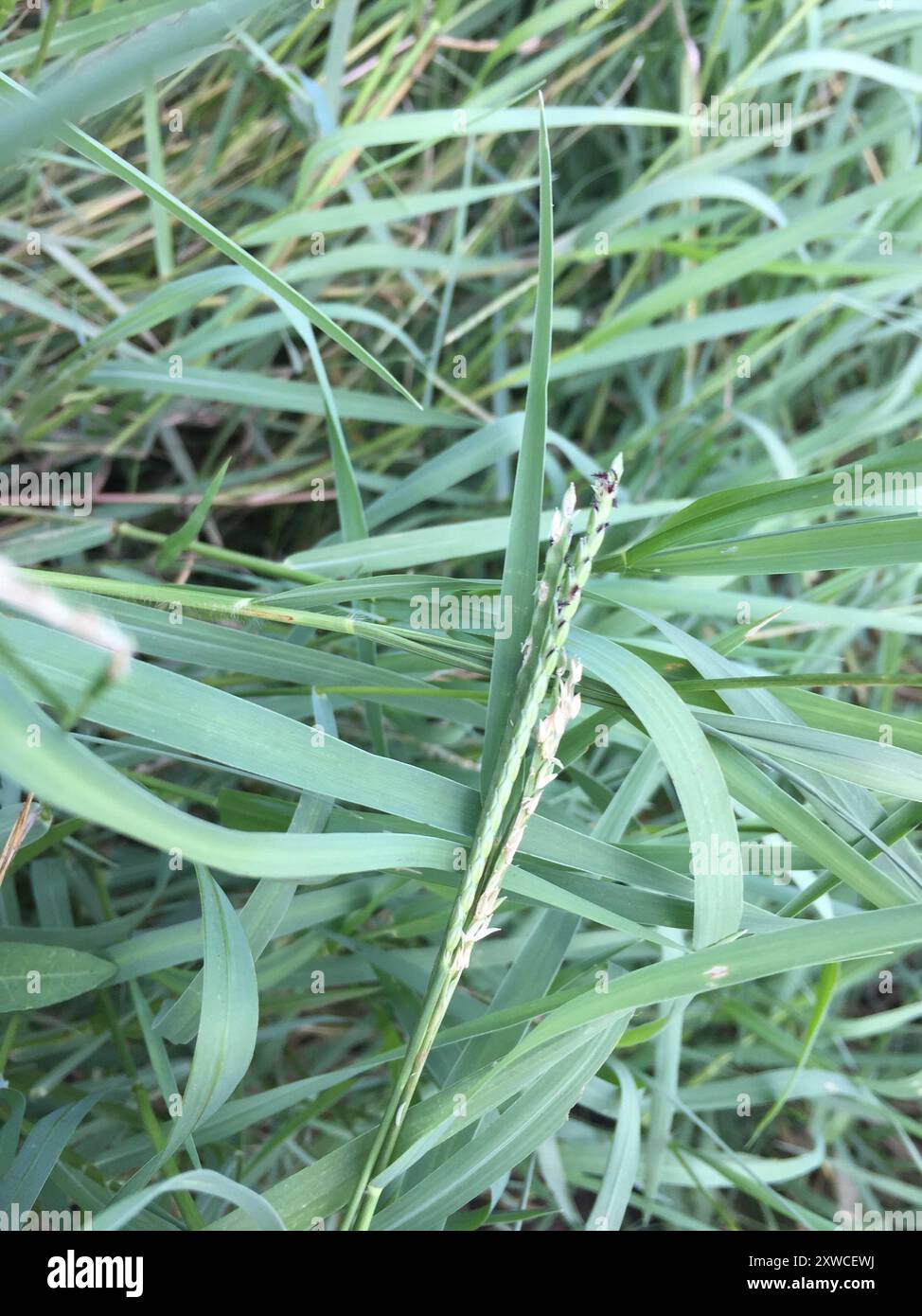broadleaf signalgrass (Urochloa platyphylla) Plantae Stock Photo - Alamy