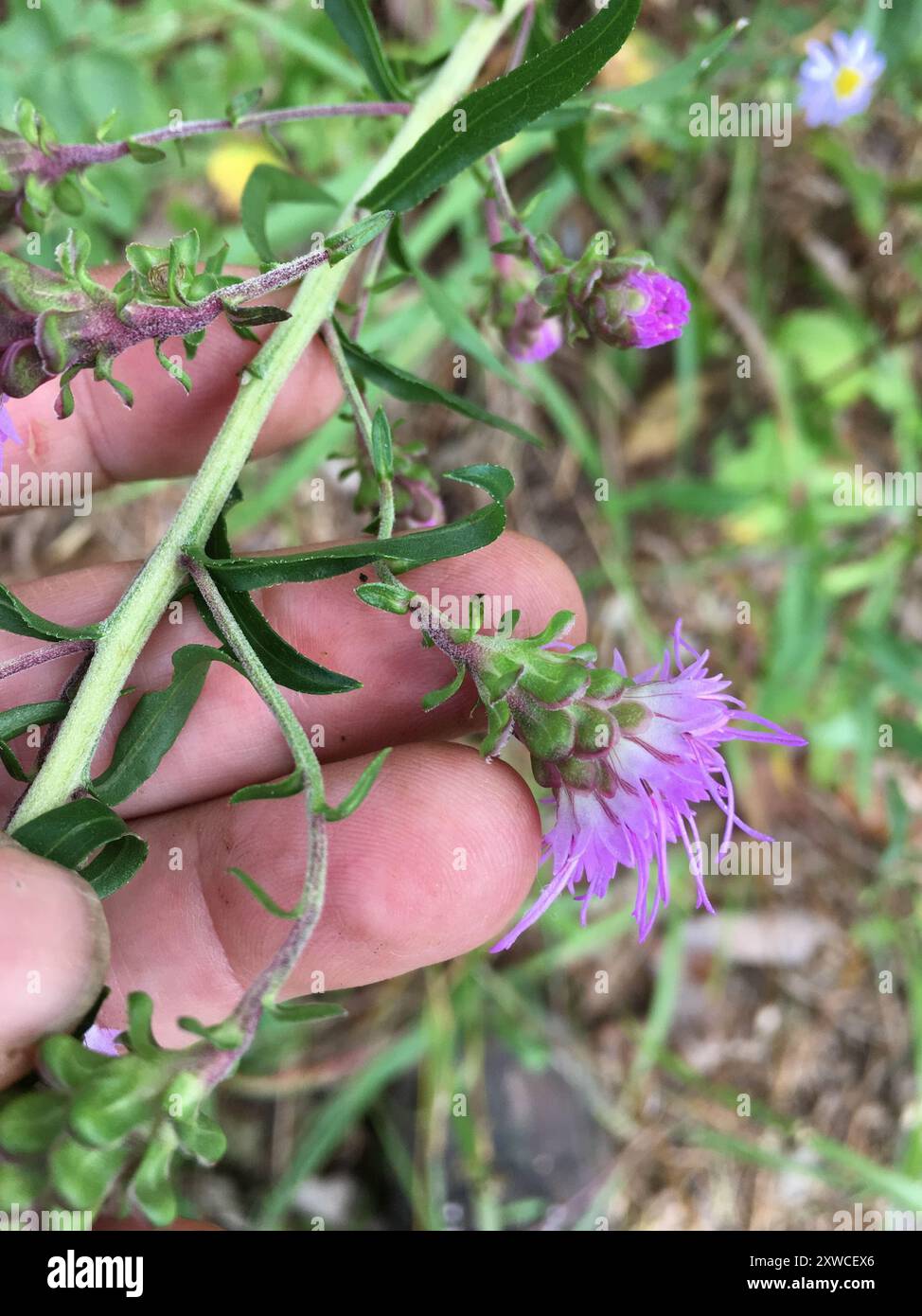 devil's bite (Liatris scariosa) Plantae Stock Photo - Alamy