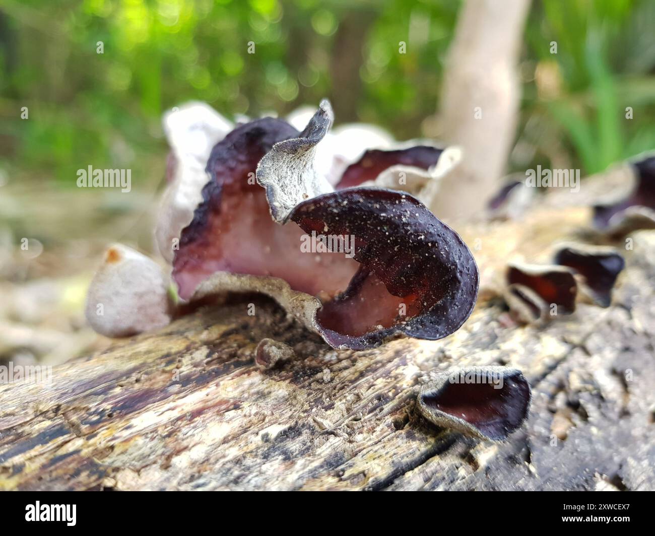 Ear fungus (Auricularia cornea) Fungi Stock Photo - Alamy