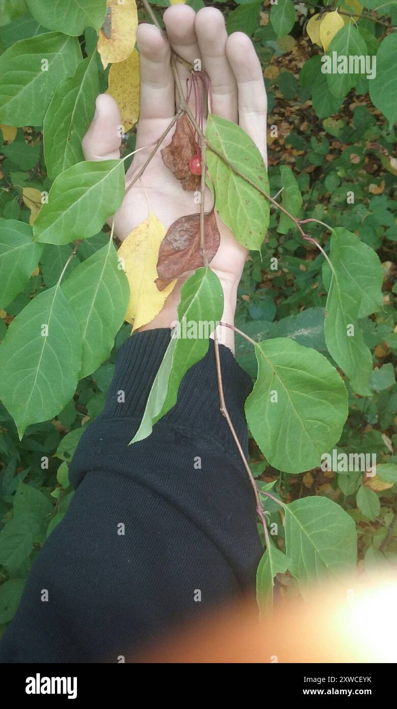 plants (Plantae) Plantae Stock Photo - Alamy