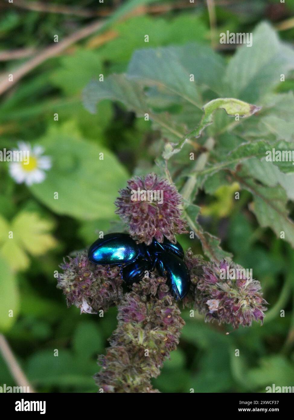 Mint beetle (Chrysolina coerulans) Insecta Stock Photo - Alamy