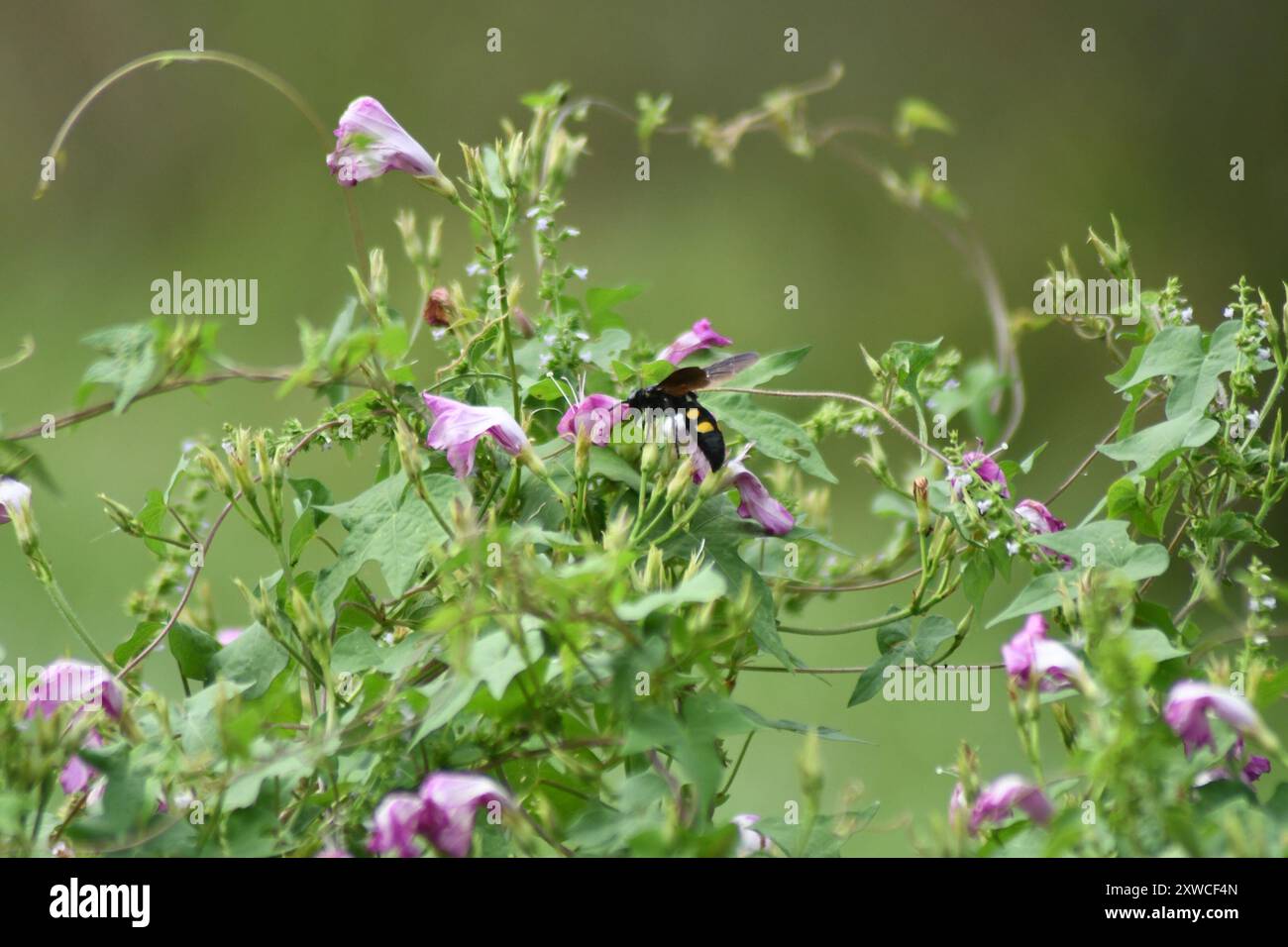 Large Four-spotted Scoliid Wasp (Pygodasis quadrimaculata) Insecta ...