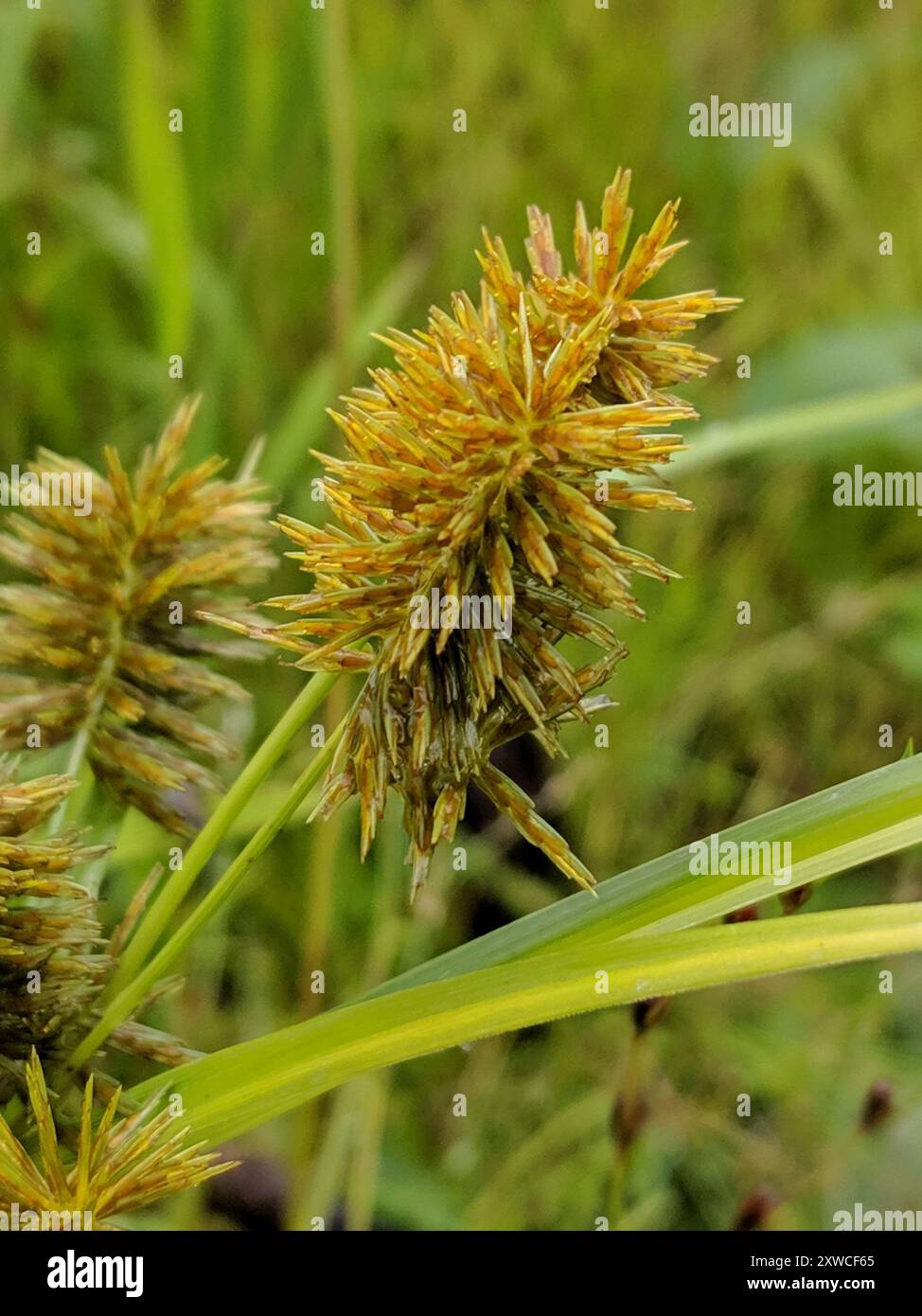 straw-colored flatsedge (Cyperus strigosus) Plantae Stock Photo - Alamy