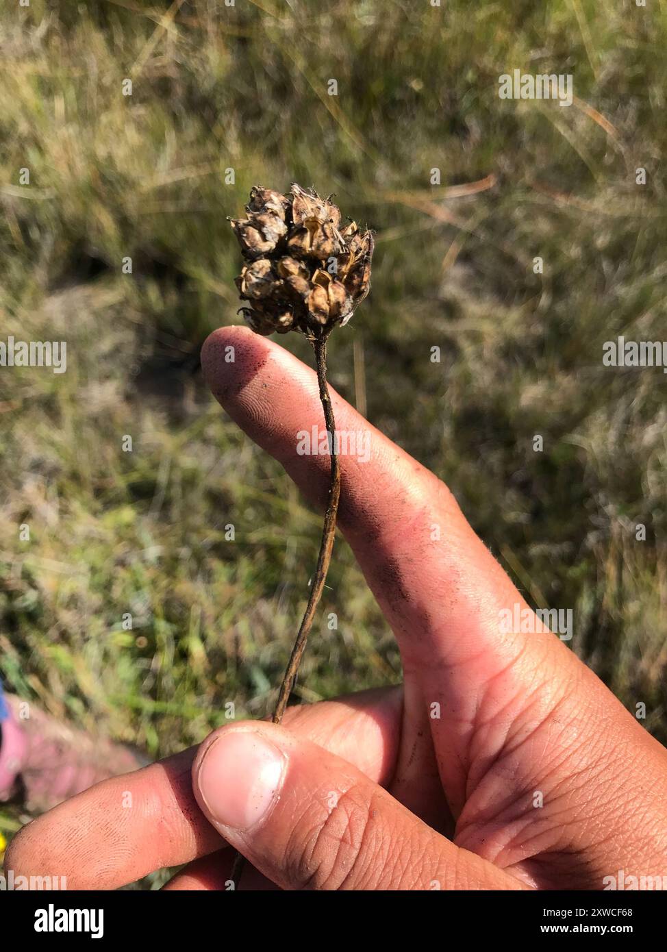 Triantha occidentalis hi-res stock photography and images - Alamy