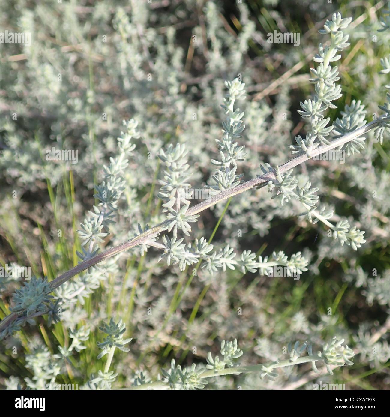 Fingerleaf hi-res stock photography and images - Alamy