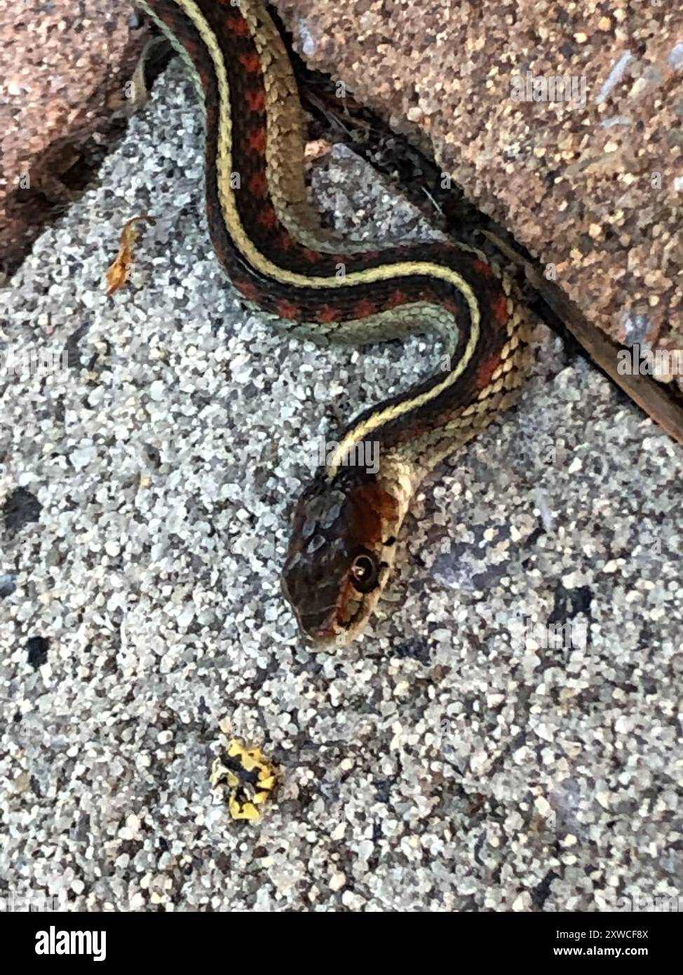 California Red-sided Garter Snake (Thamnophis sirtalis infernalis ...