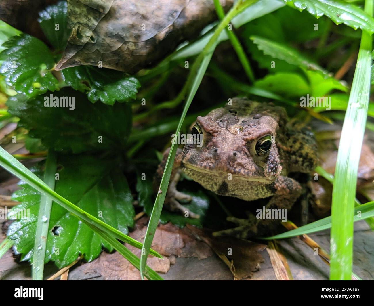 American Toad (Anaxyrus americanus) Amphibia Stock Photo - Alamy