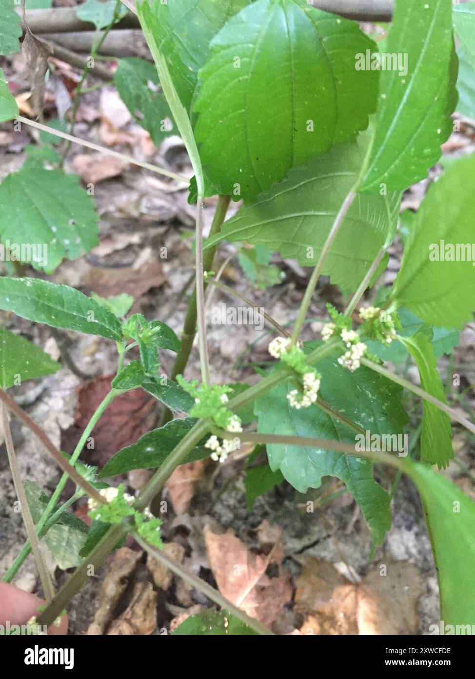 Canada clearweed (Pilea pumila) Plantae Stock Photo - Alamy