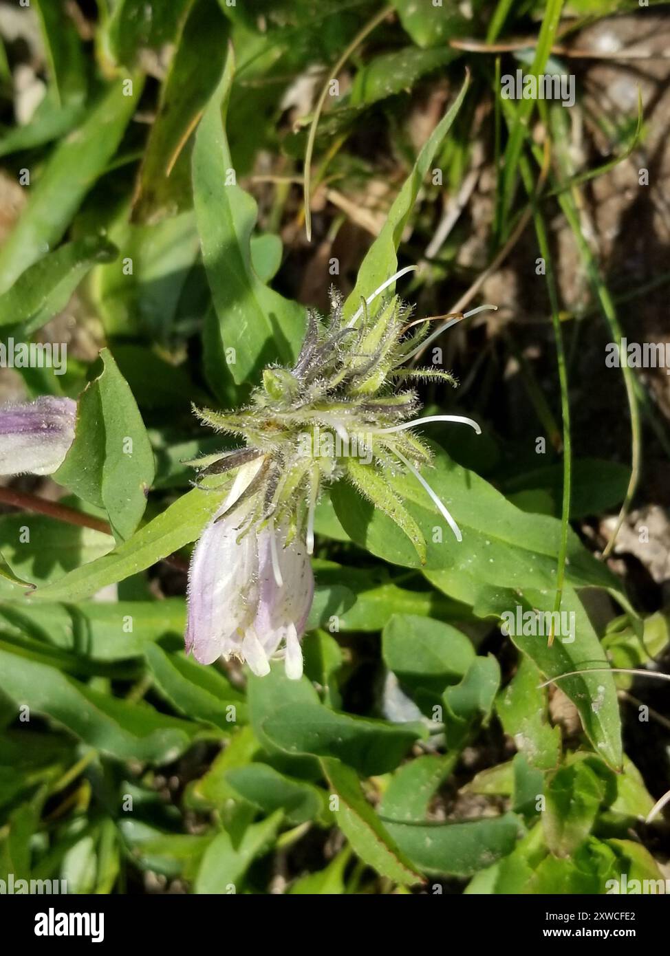 Whipple's penstemon (Penstemon whippleanus) Plantae Stock Photo - Alamy