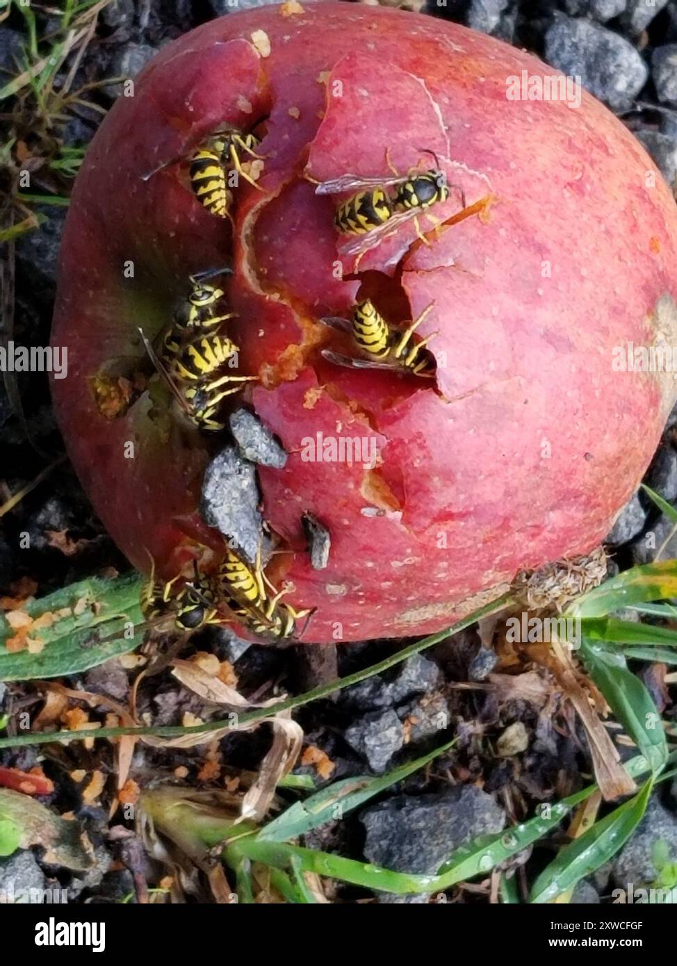 Western Yellowjacket (Vespula pensylvanica) Insecta Stock Photo - Alamy