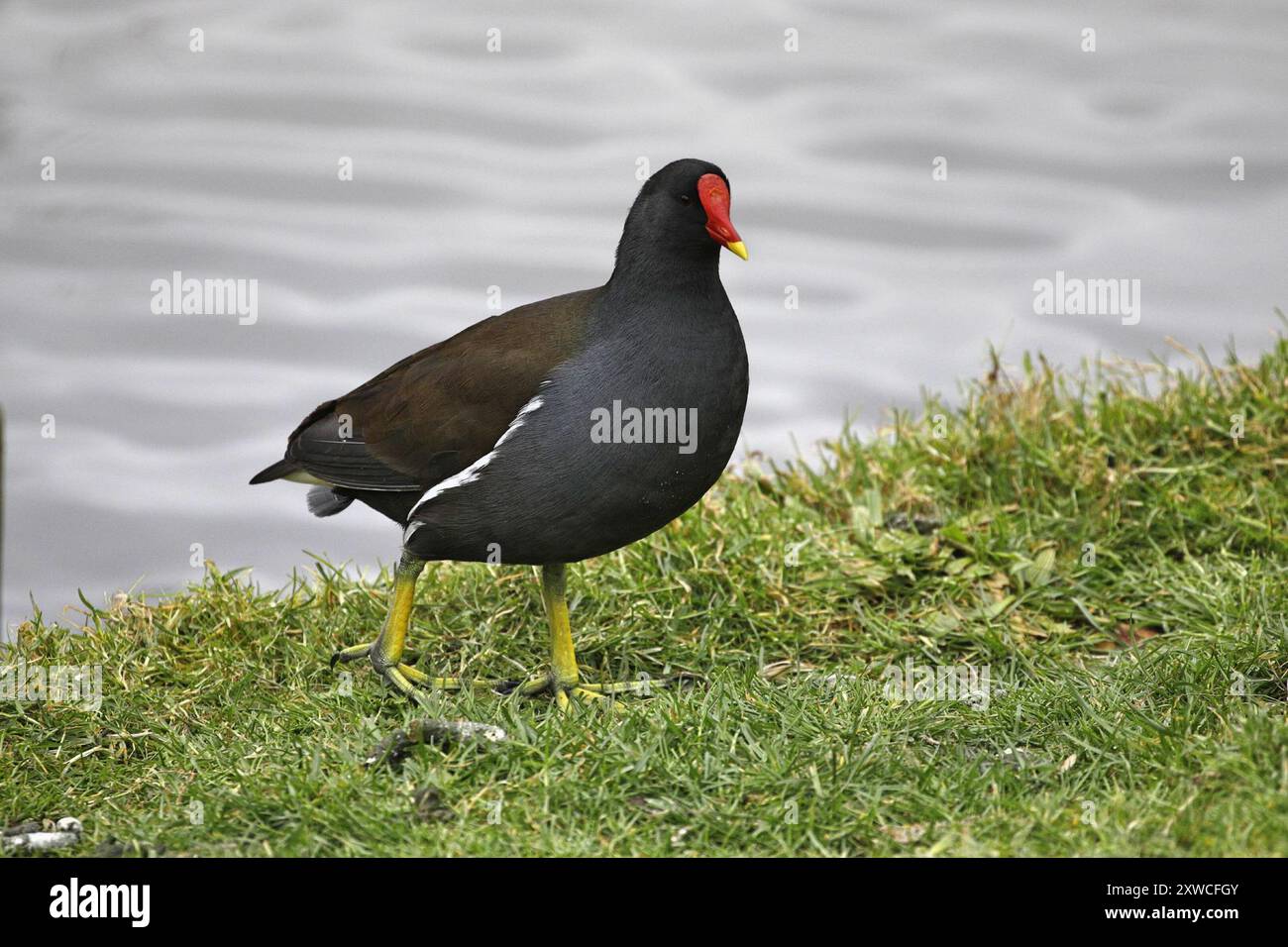Common Moorhen (Gallinula chloropus) Aves Stock Photo - Alamy