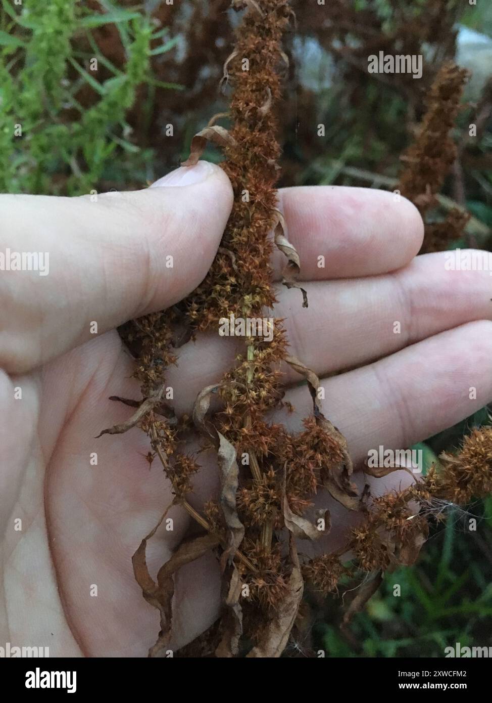 Golden Dock (Rumex maritimus) Plantae Stock Photo - Alamy