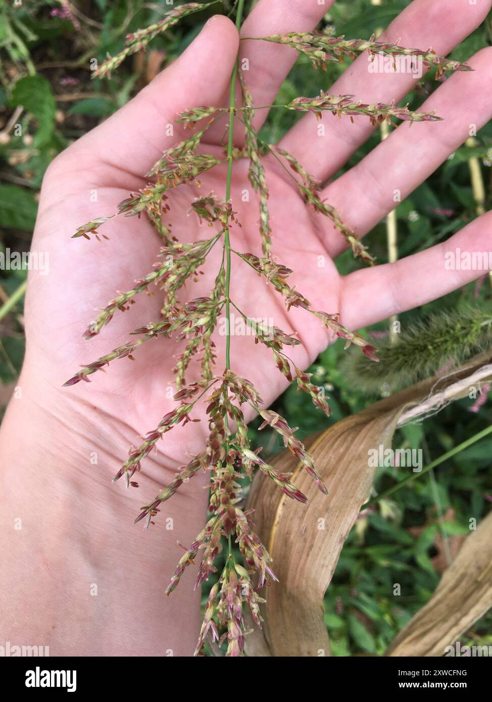 Johnson grass (Sorghum halepense) Plantae Stock Photo - Alamy