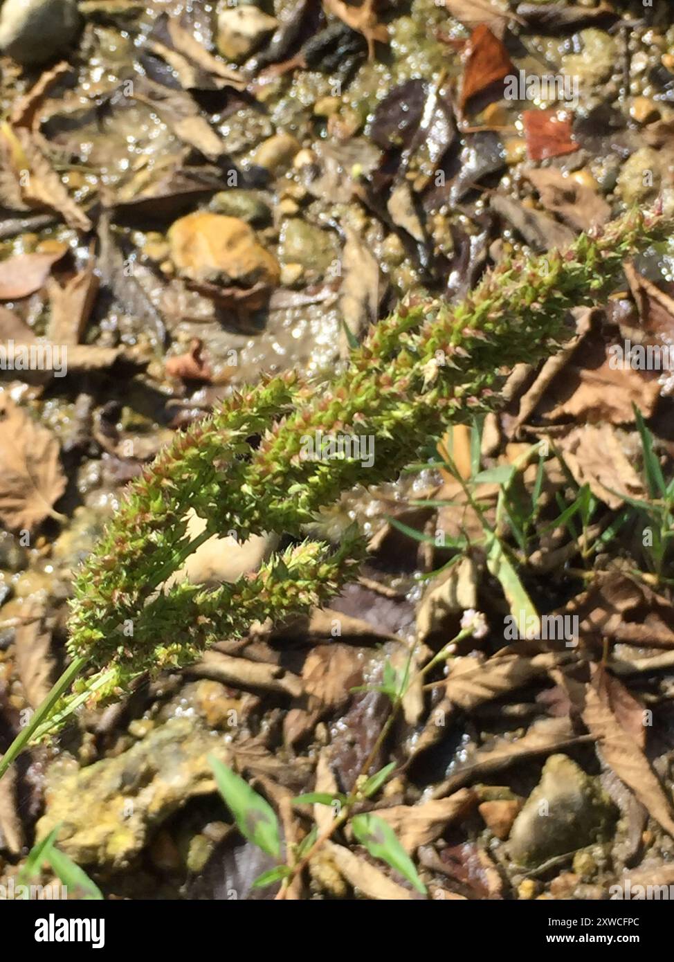 Barnyard Grasses (Echinochloa) Plantae Stock Photo - Alamy