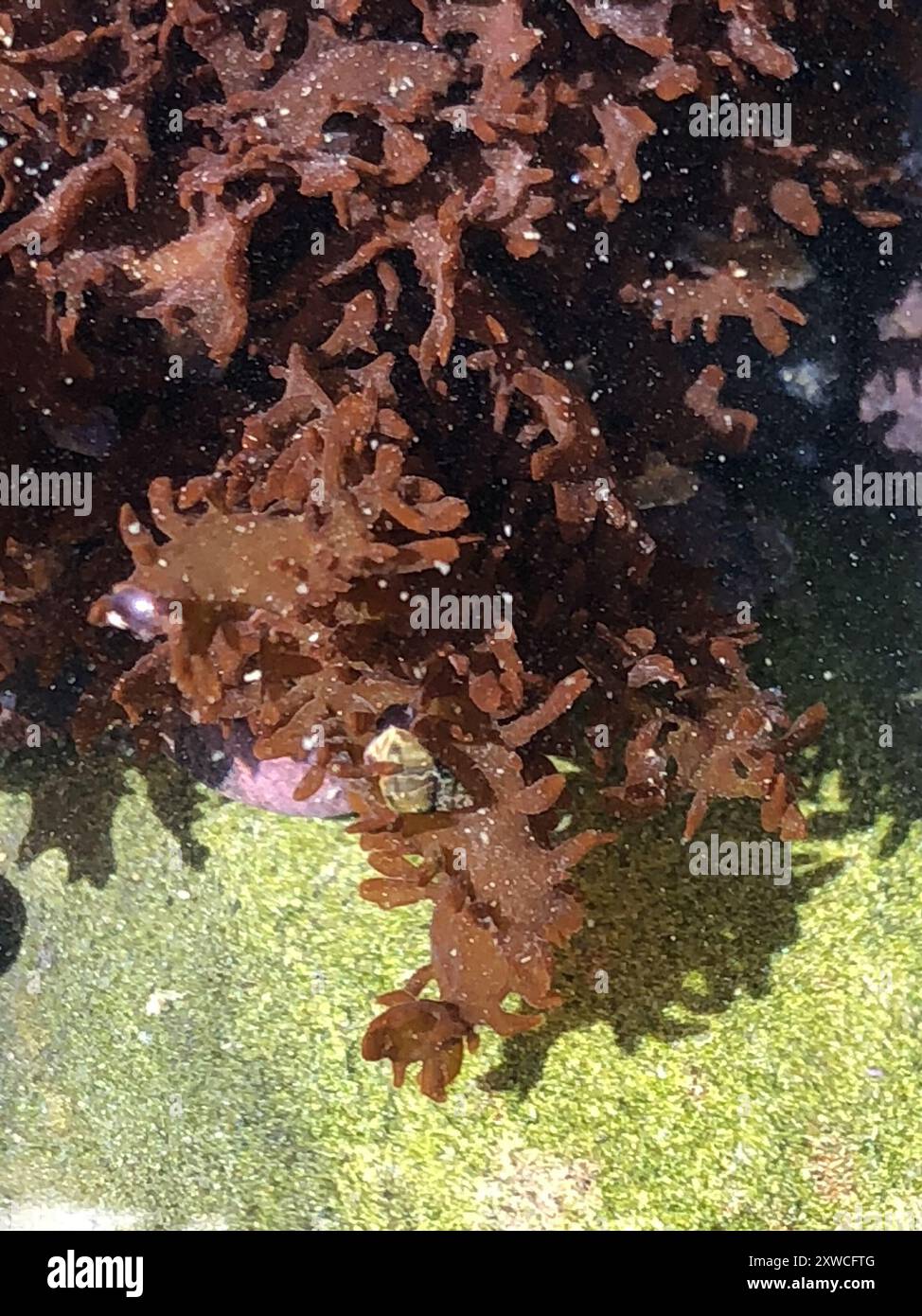 red algae (Rhodophyta) Plantae Stock Photo - Alamy