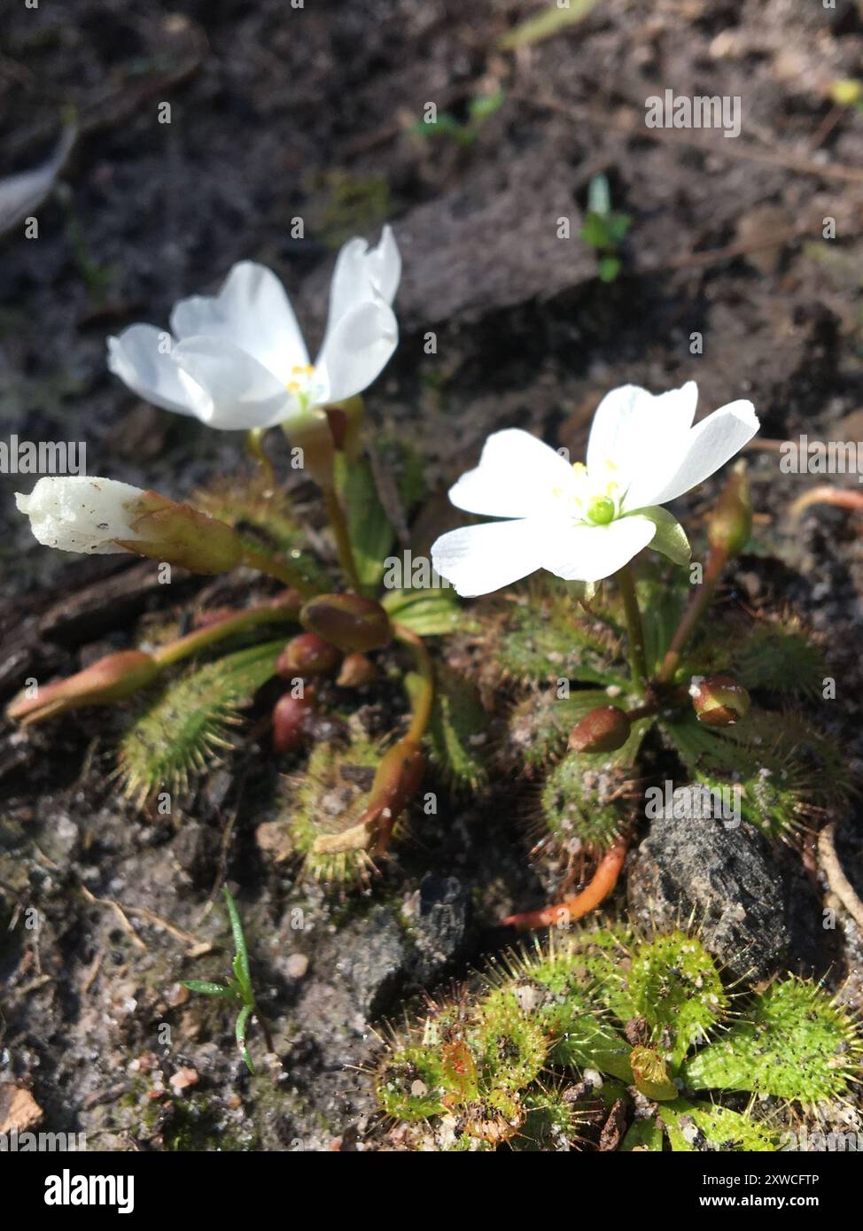 Scented Sundew (Drosera aberrans) Plantae Stock Photo - Alamy