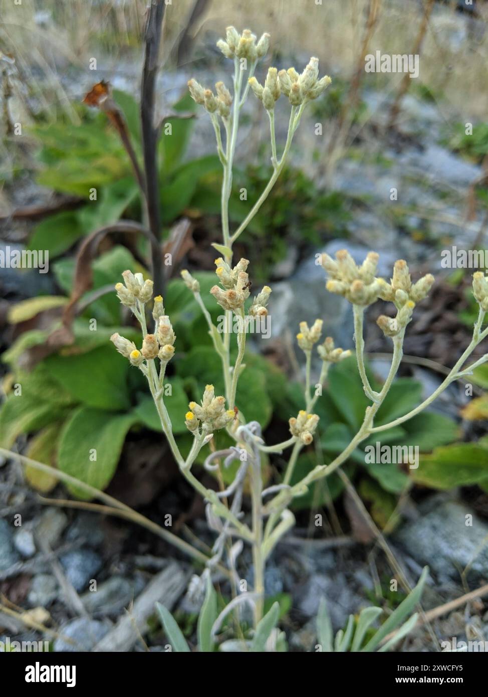 Northwestern rabbit-tobacco (Pseudognaphalium thermale) Plantae Stock ...