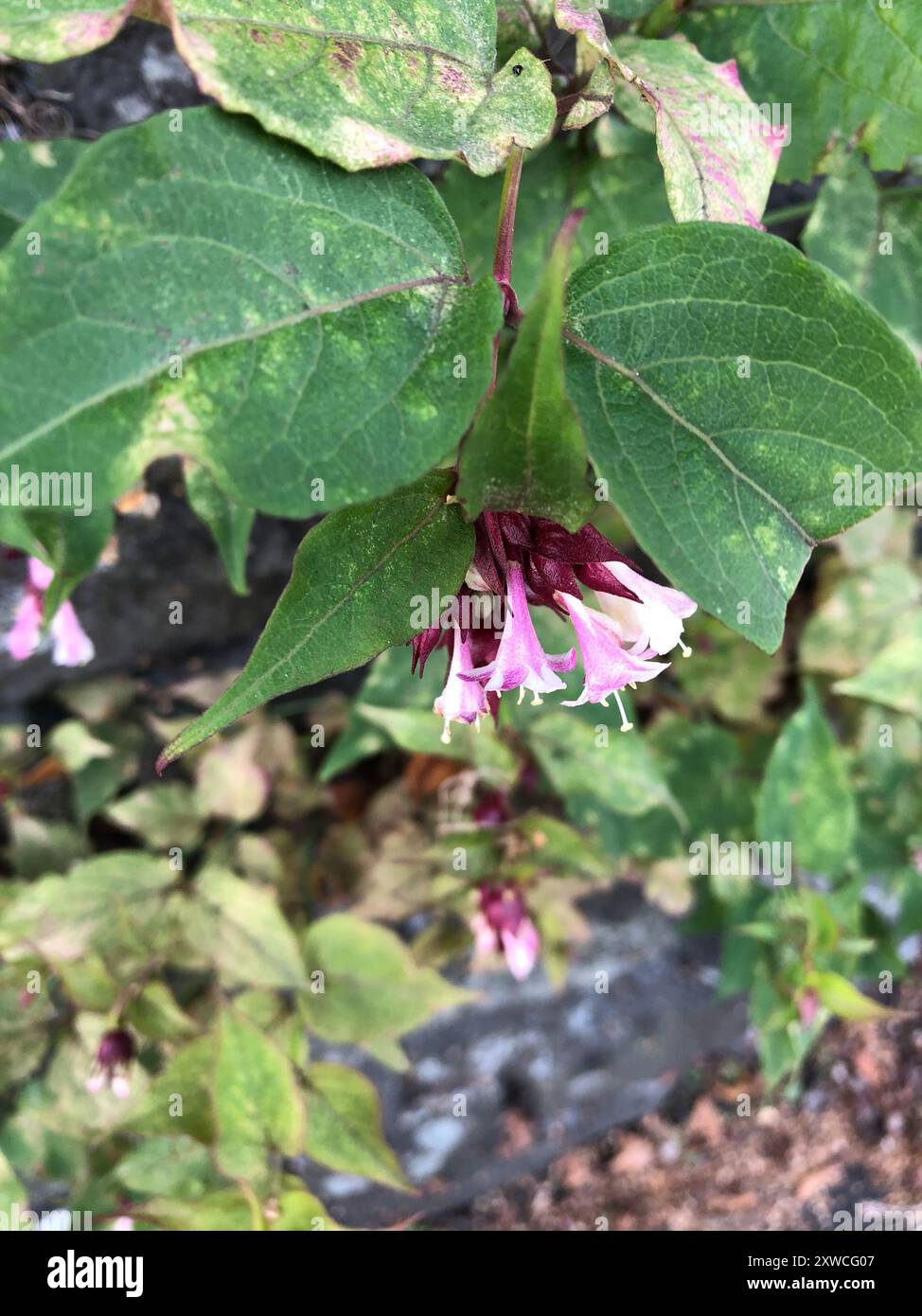 Himalayan honeysuckle (Leycesteria formosa) Plantae Stock Photo - Alamy