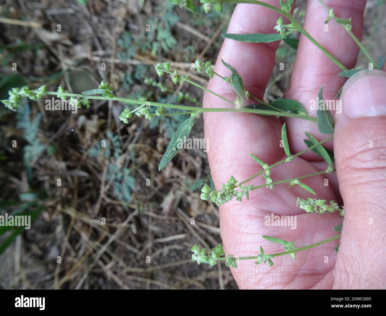 Common Orache (Atriplex patula) Plantae Stock Photo - Alamy