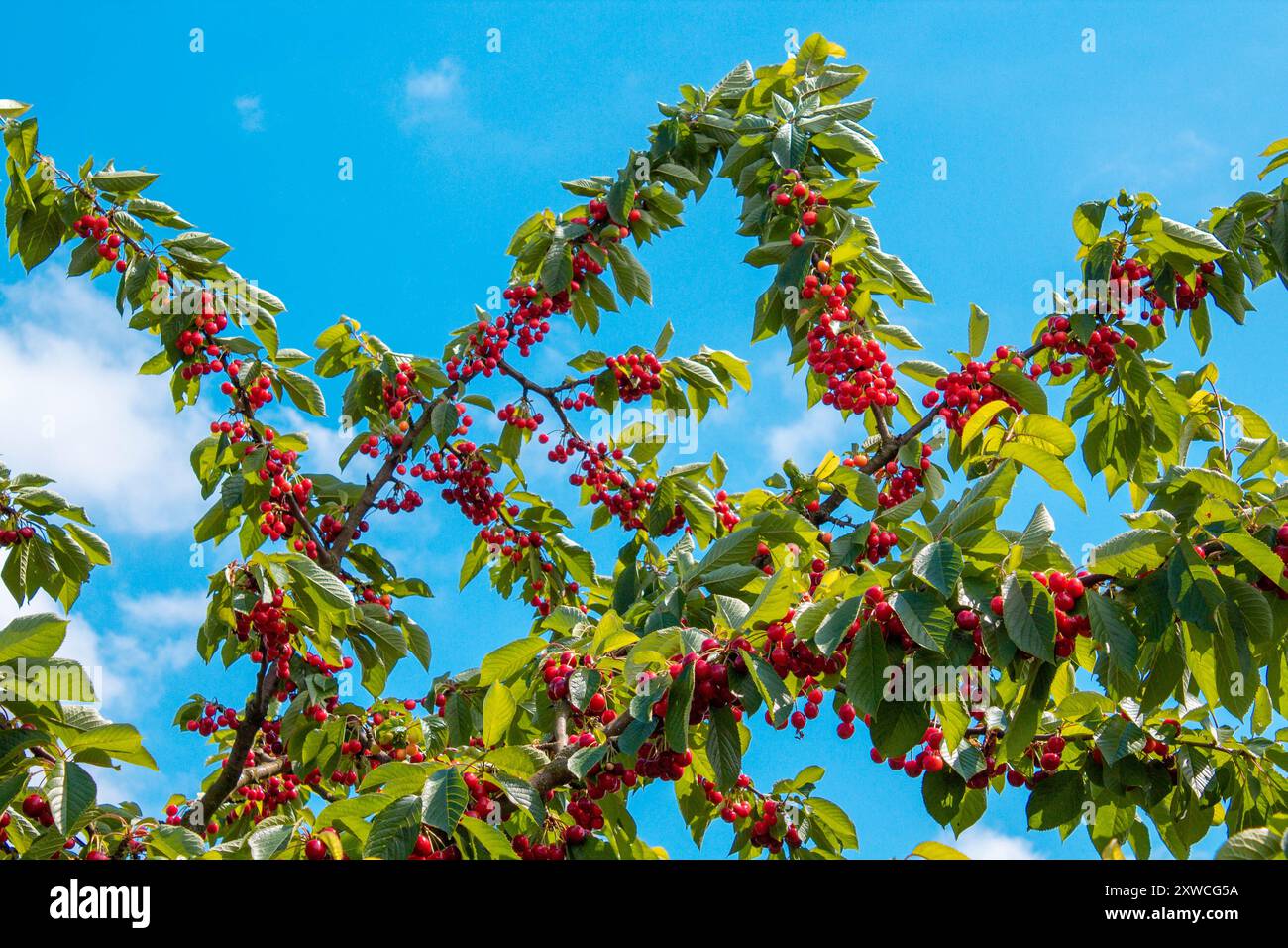 Sunlight and cherries hi-res stock photography and images - Alamy