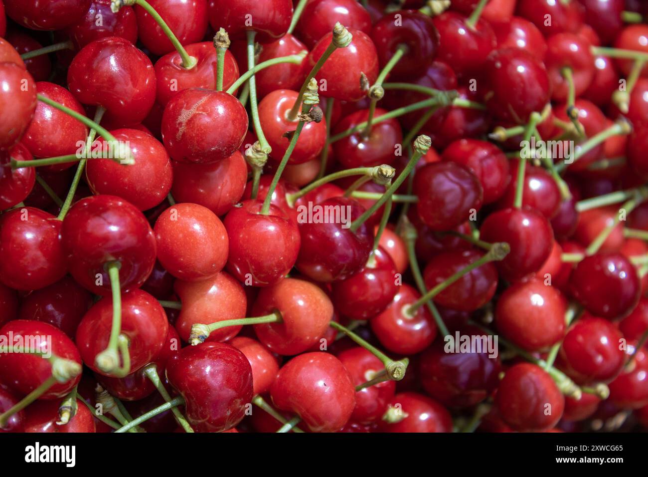 Trees Full of Cherries Stock Photo - Alamy